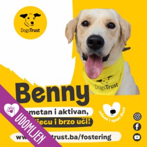 Benny - Fondacija Dogs Trust BiH