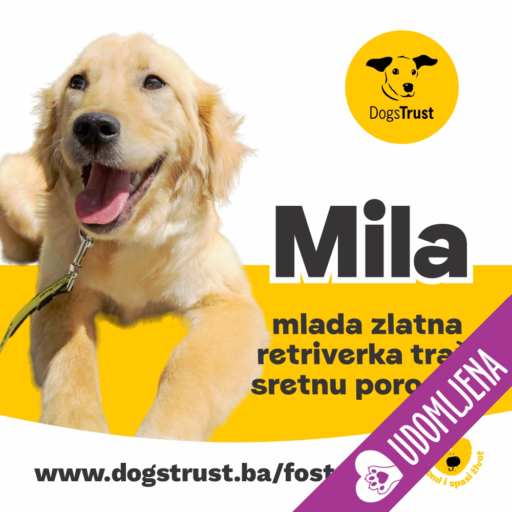 MILA - Fondacija Dogs Trust BiH