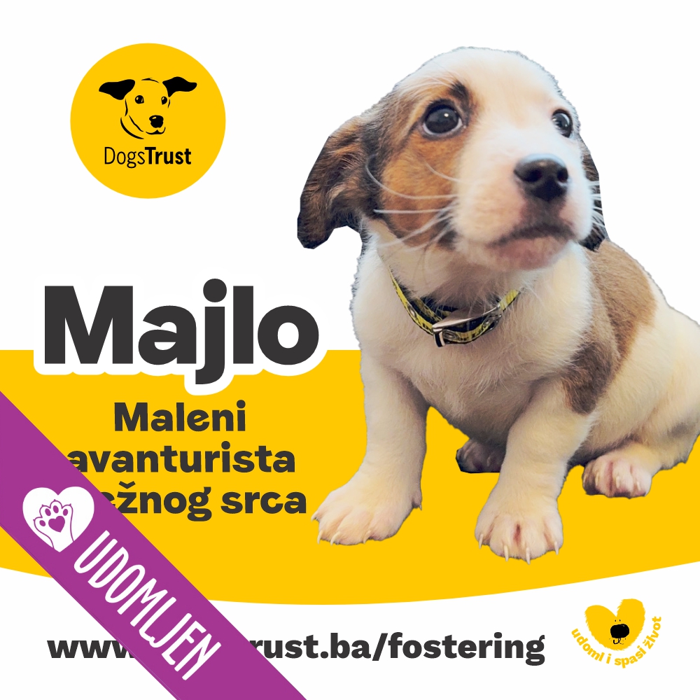 MAJLO - Fondacija Dogs Trust BiH
