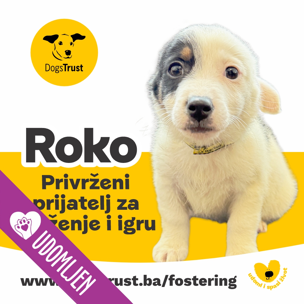 ROKO - Fondacija Dogs Trust BiH