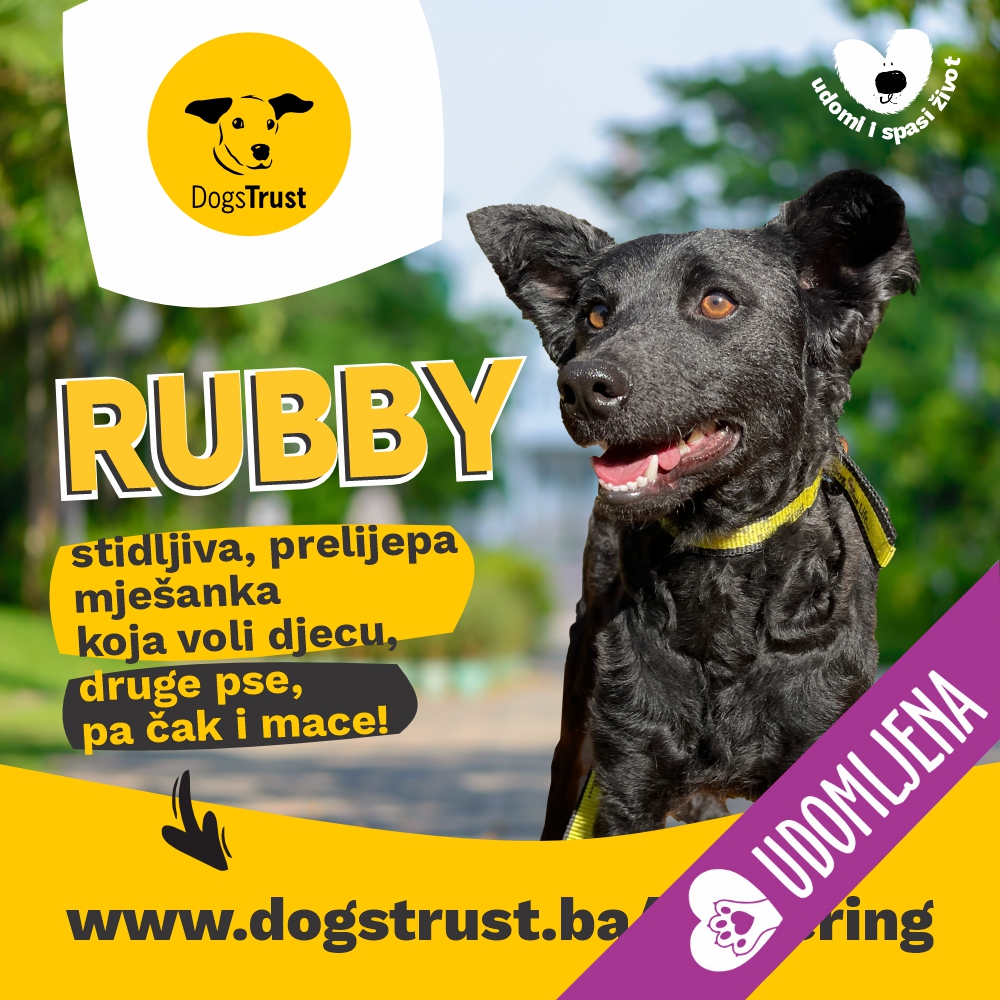 Rubby - Fondacija Dogs Trust BiH