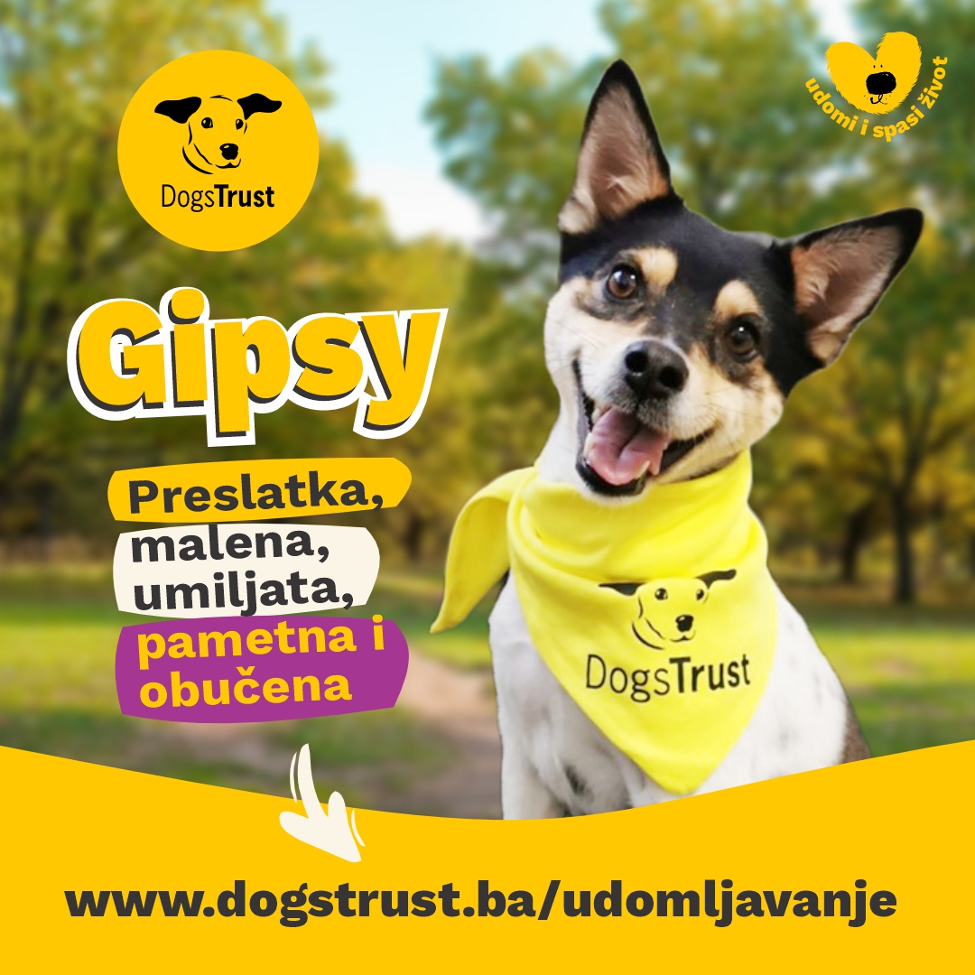 GIPSY - Fondacija Dogs Trust BiH