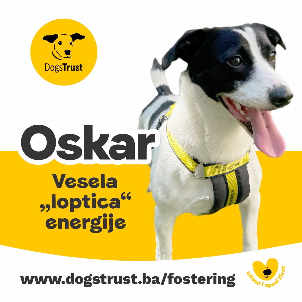 Oskar - Fondacija Dogs Trust BiH