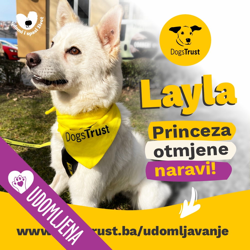 Layla - Fondacija Dogs Trust BiH