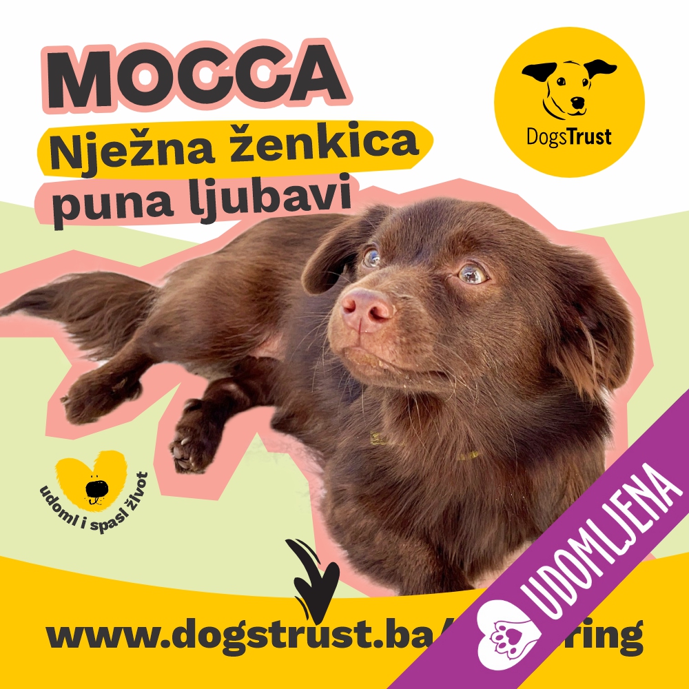 MOCCA - Fondacija Dogs Trust BiH