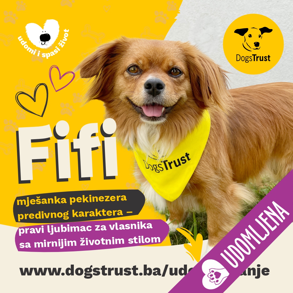 Fifi - Fondacija Dogs Trust BiH