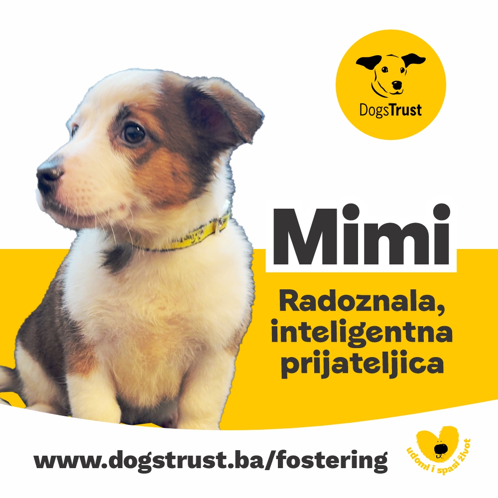 MIMI - Fondacija Dogs Trust BiH