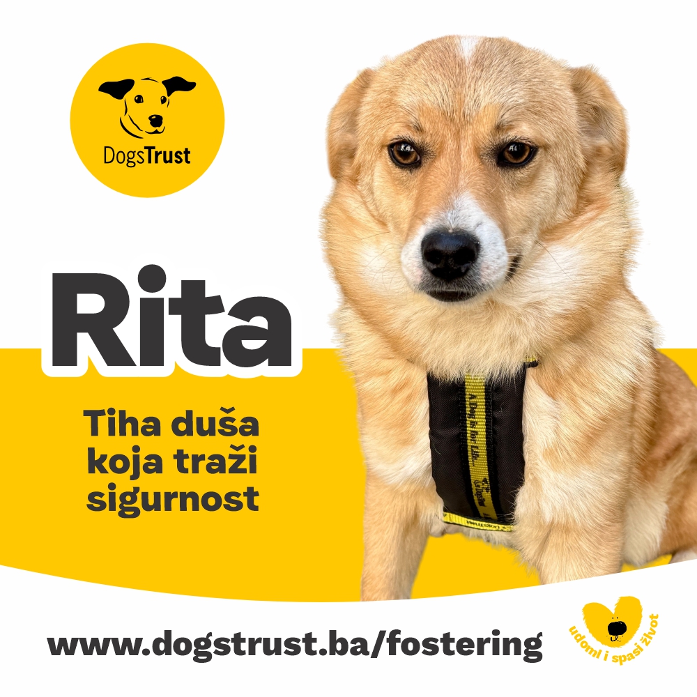 Rita - Dogs Trust Foundation BIH