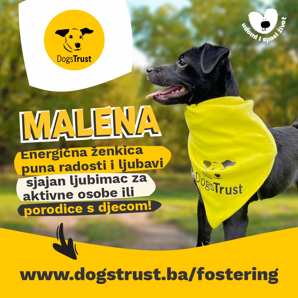 MALENA - Dogs Trust Foundation BIH