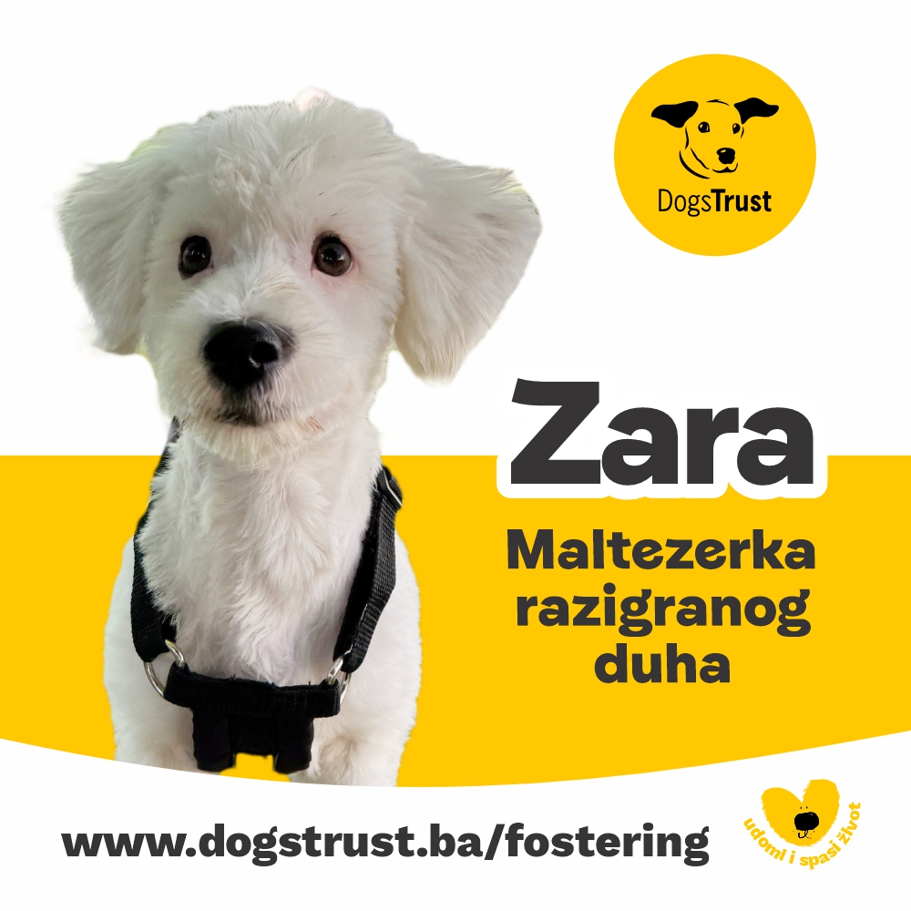 ZARA - Fondacija Dogs Trust BiH