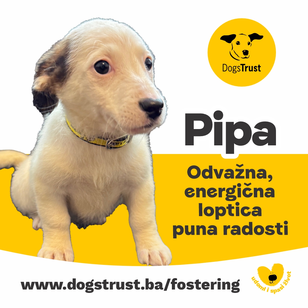 PIPA - Fondacija Dogs Trust BiH