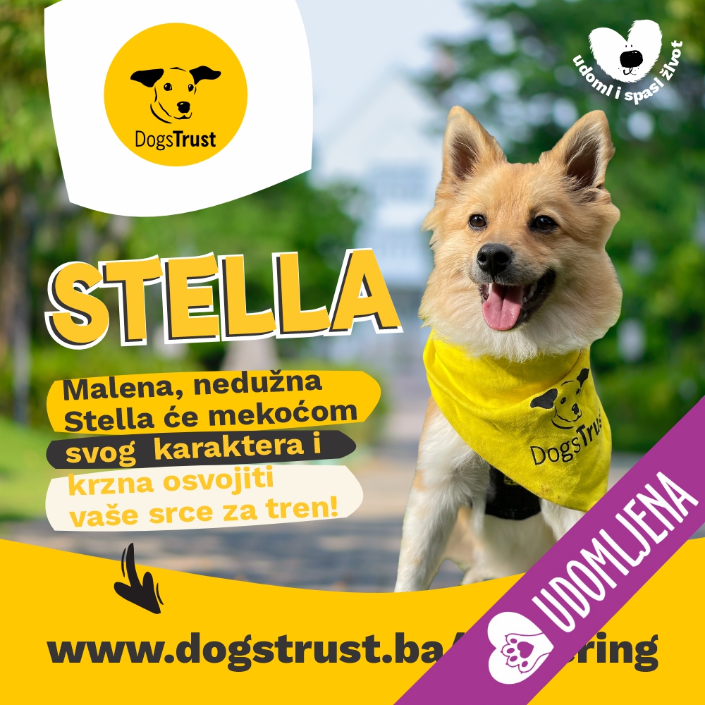 Stella - Fondacija Dogs Trust BiH