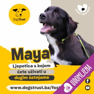 Maya - Fondacija Dogs Trust BiH