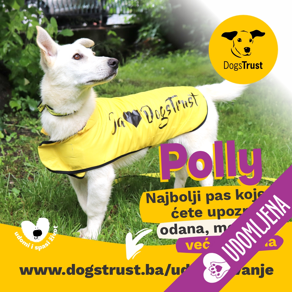 POLLY - Fondacija Dogs Trust BiH