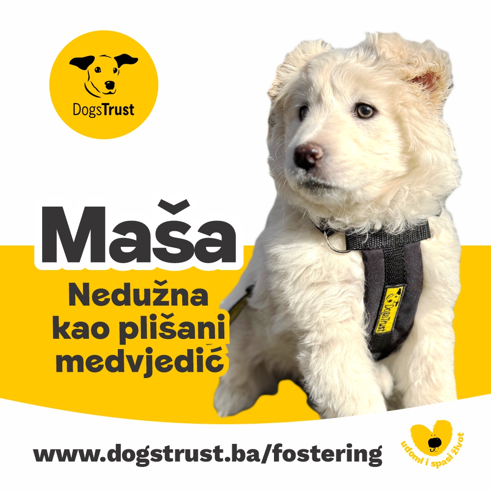 MAŠA - Fondacija Dogs Trust BiH
