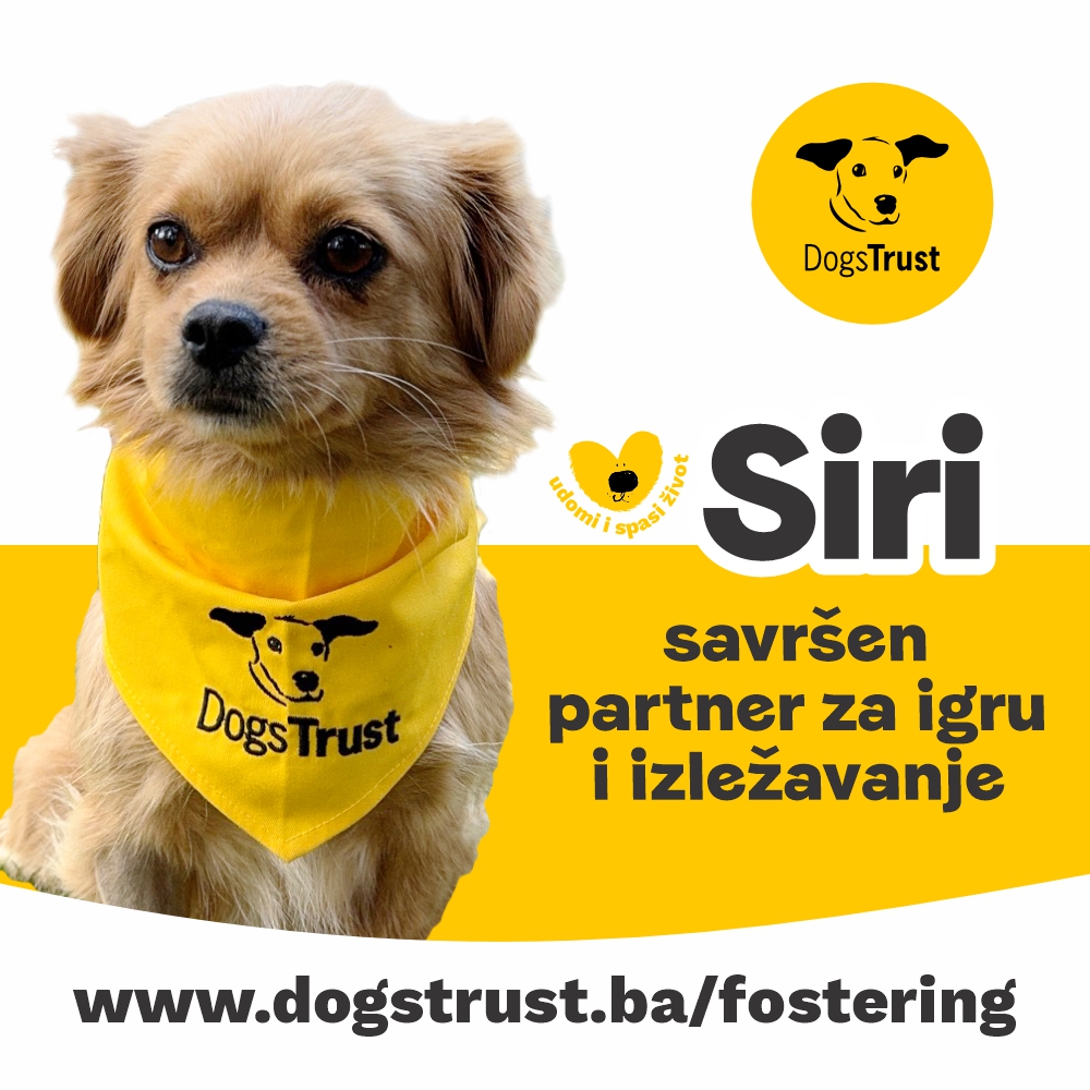 Siri - Fondacija Dogs Trust BiH